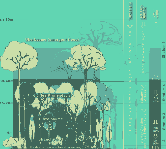 Immerfeuchte Tropen - Flora & Vegetation 1
