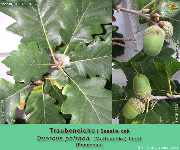Quercus Petraea Mattuschka Liebl Traubeneiche Sessile Oak 